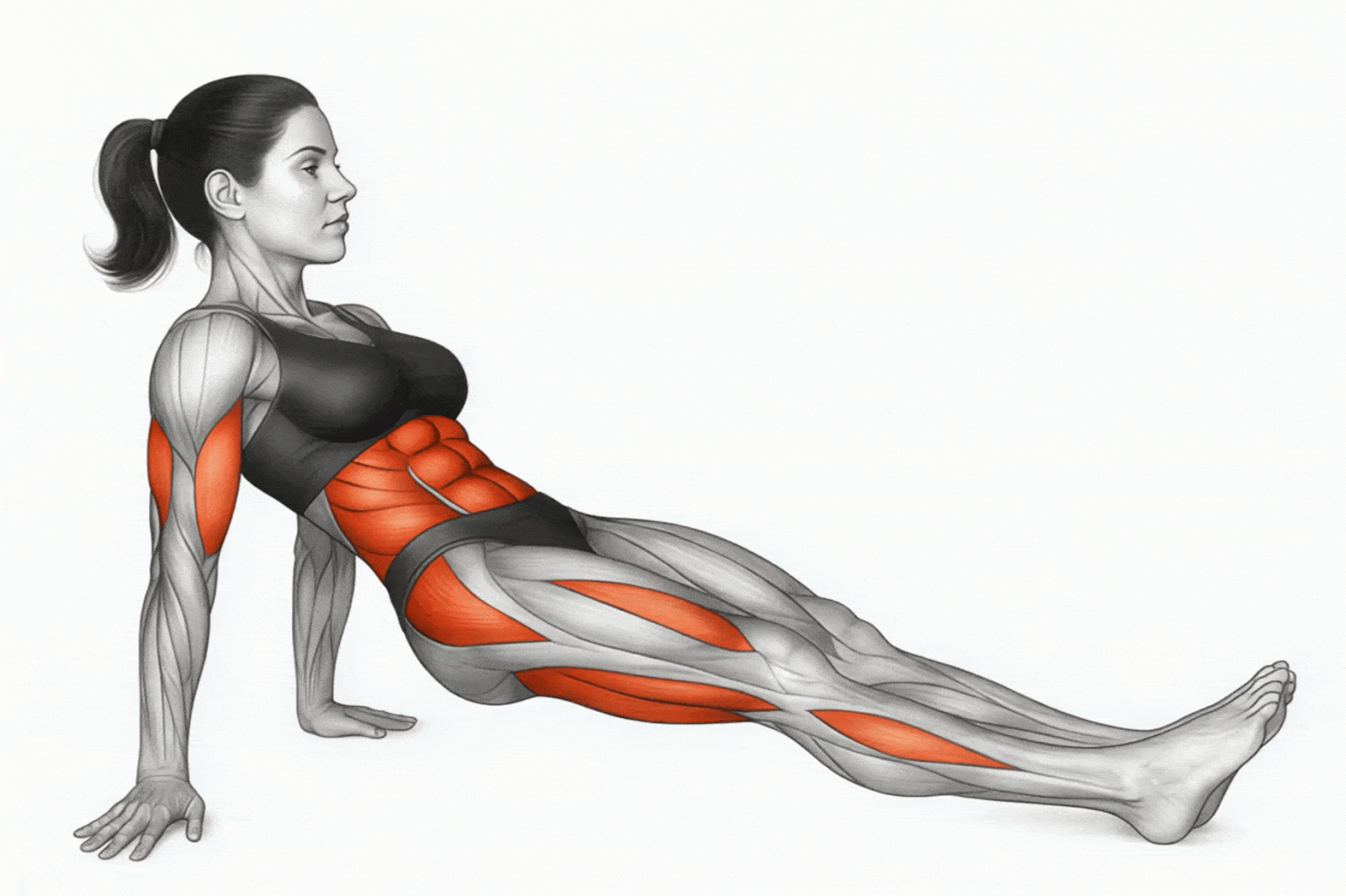 Workout GIFs | Professional Animated Exercises