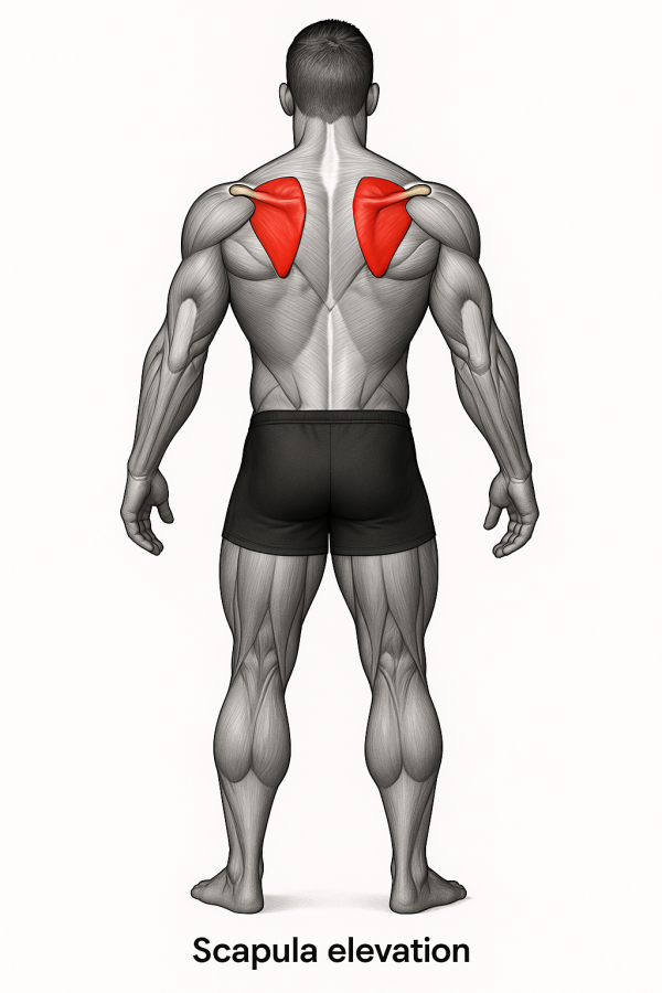 Scapula Elevation Depression