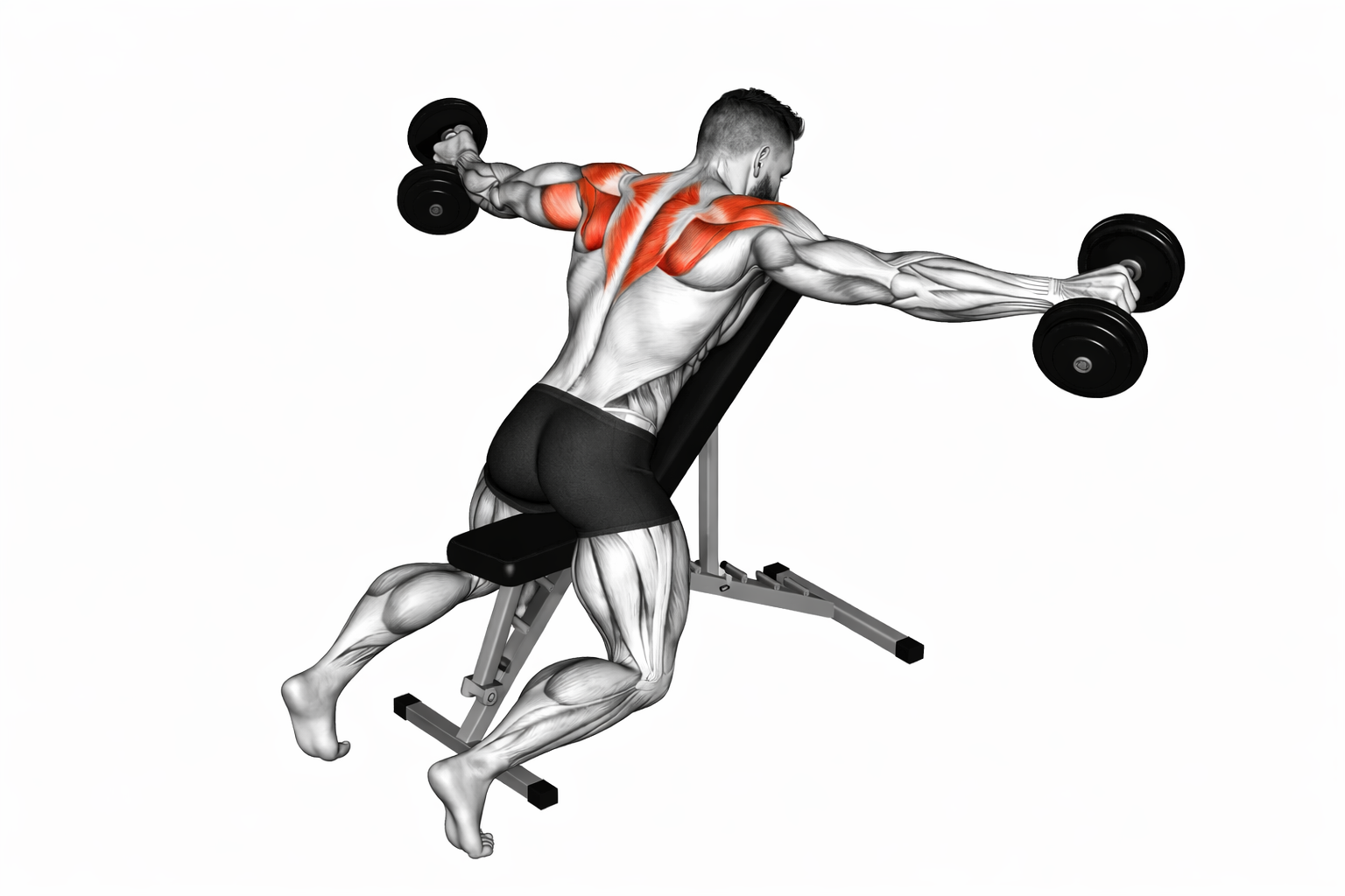 Lateral Raises Form GIF | Proper Shoulder Exercise
