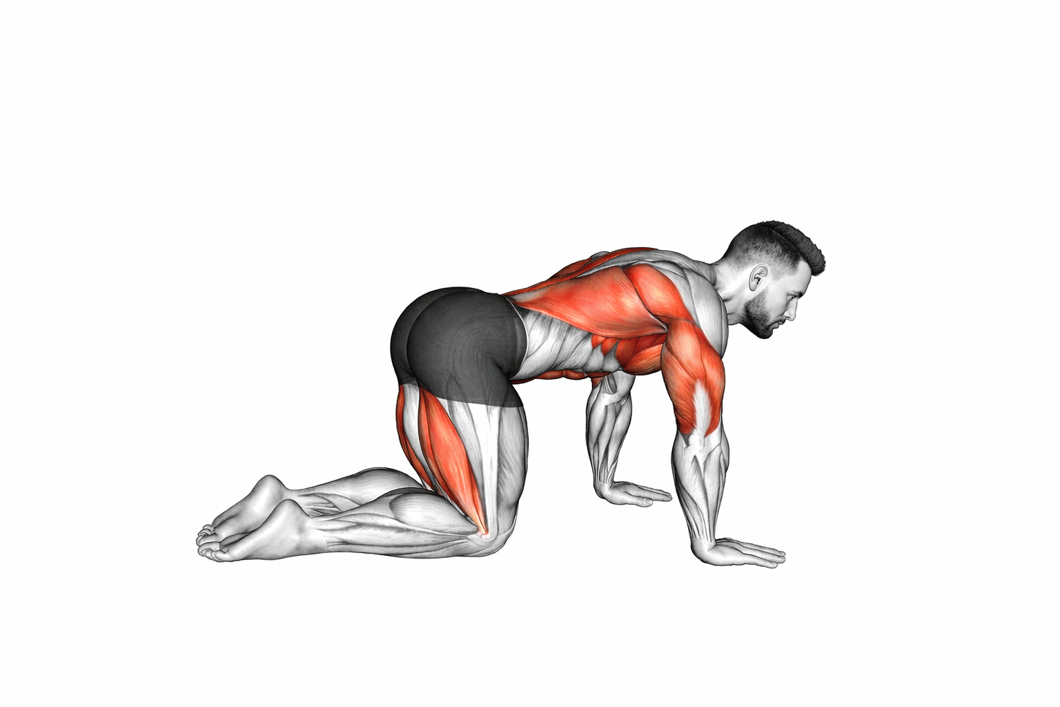 Bird Dog GIF – Professional Core Stability Exercise Animations