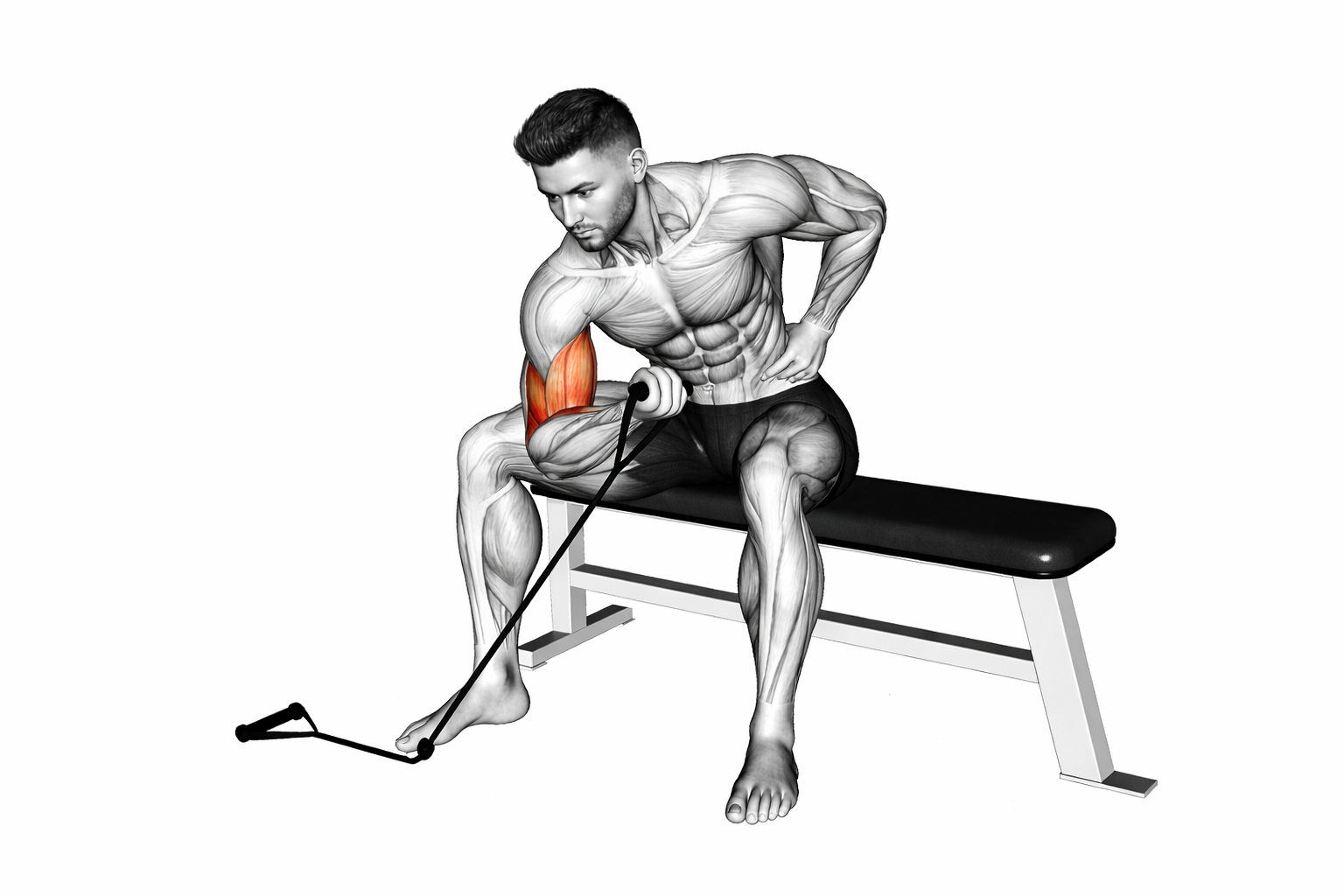 Concentration Curls GIF | Biceps Exercise Animations