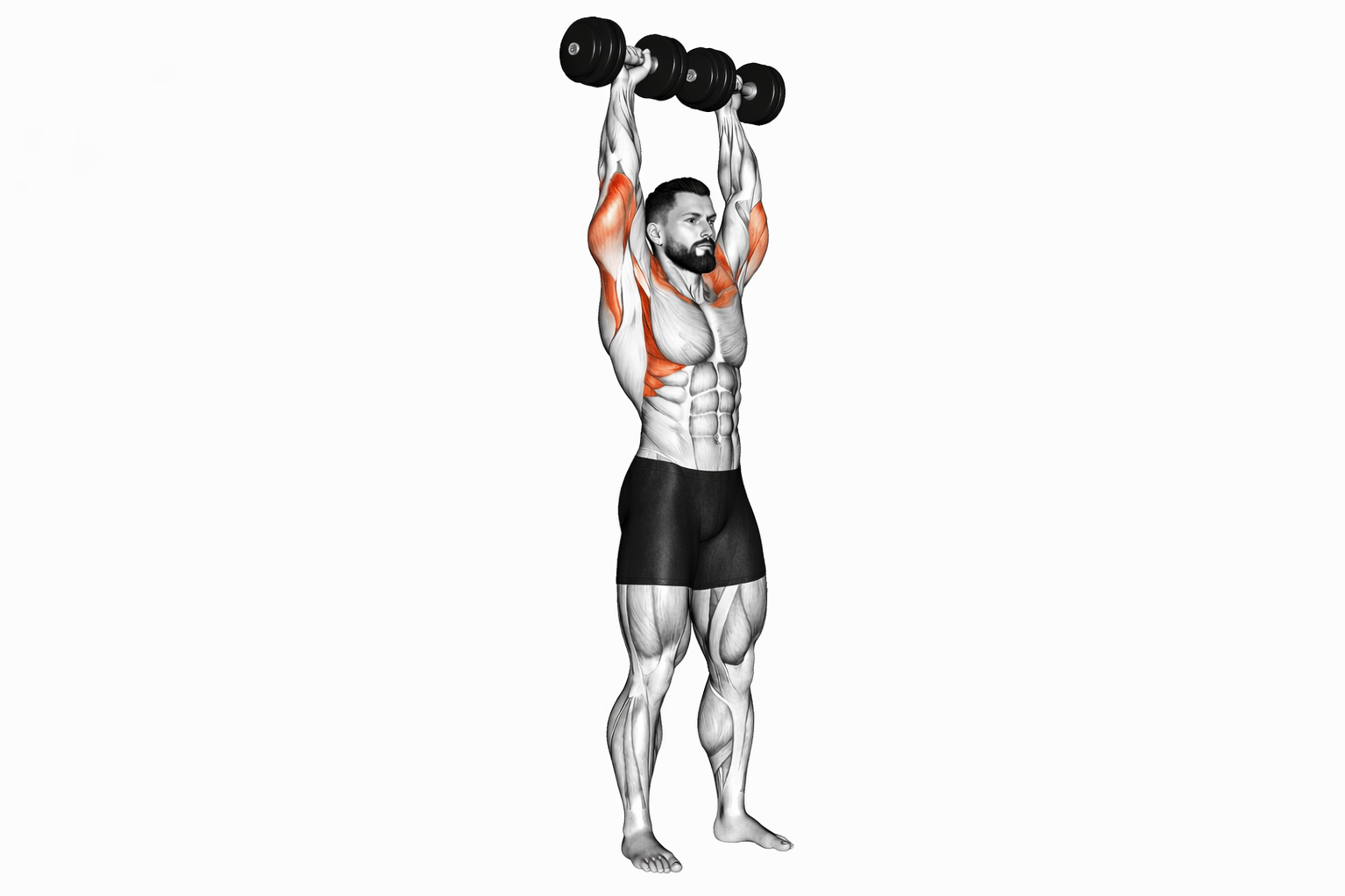 Overhead Dumbbell Press | Shoulder Exercise Animations