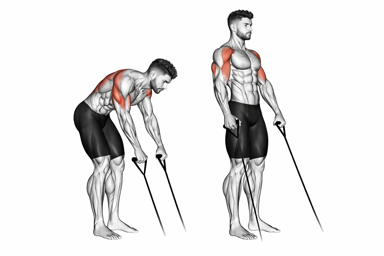 Band Back Extension | Posterior Chain Exercise Animations