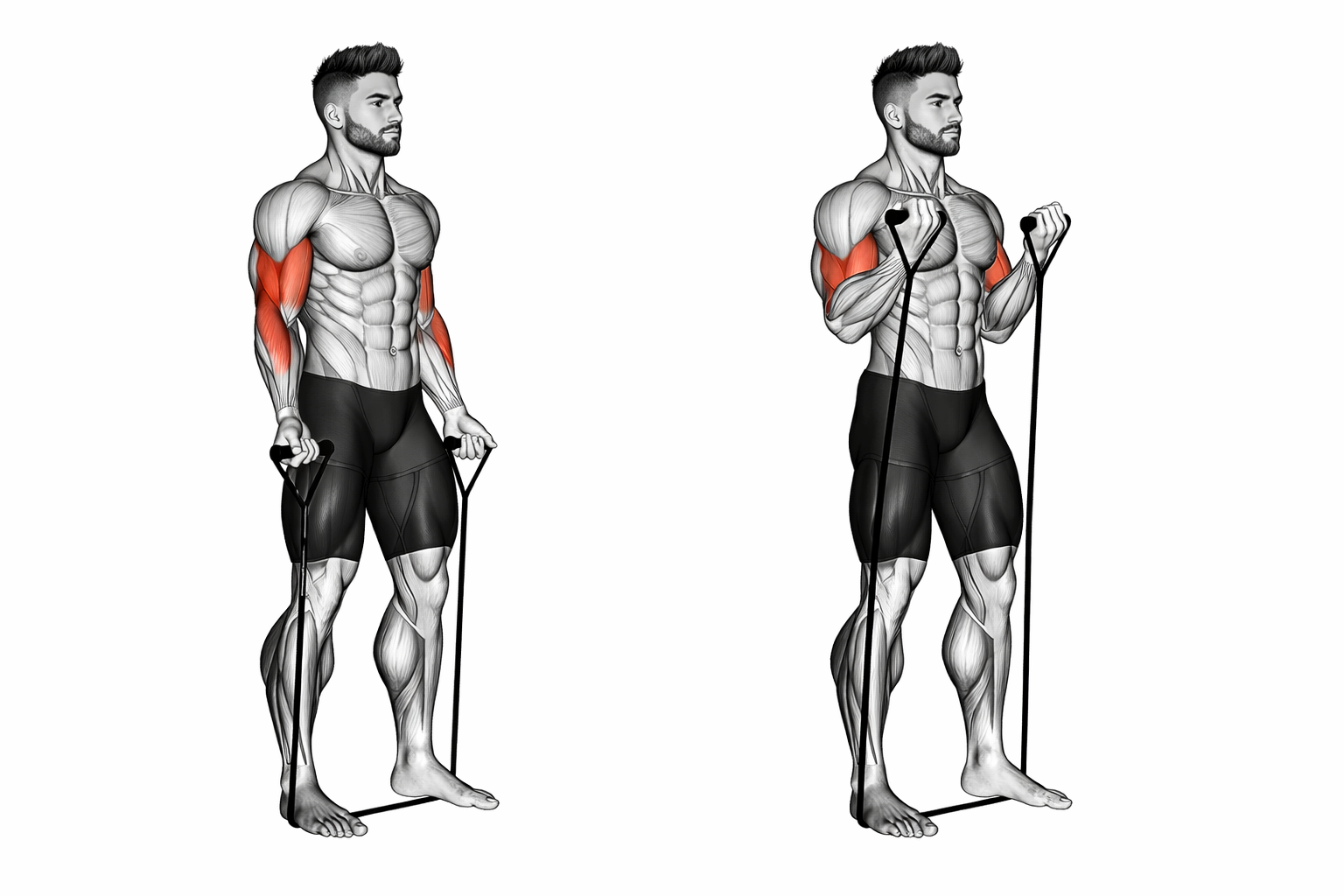 Band Calf Raise | Lower-Leg Exercise Animations