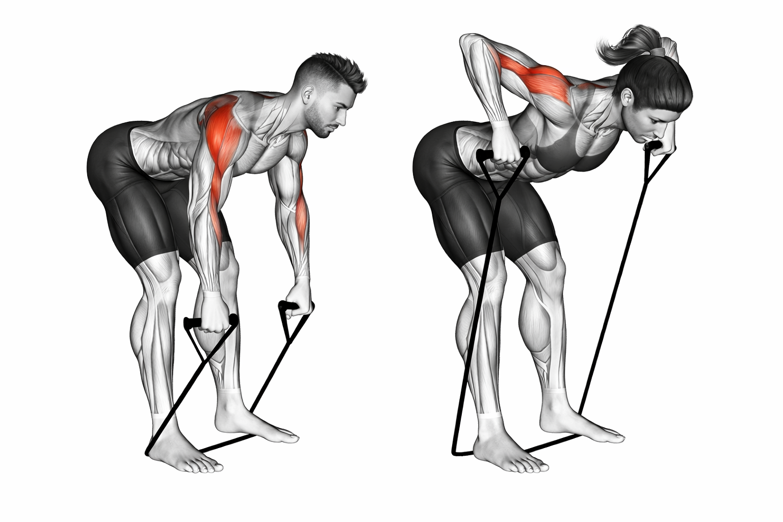 Band Rear Delt Row | Shoulder Exercise Animations