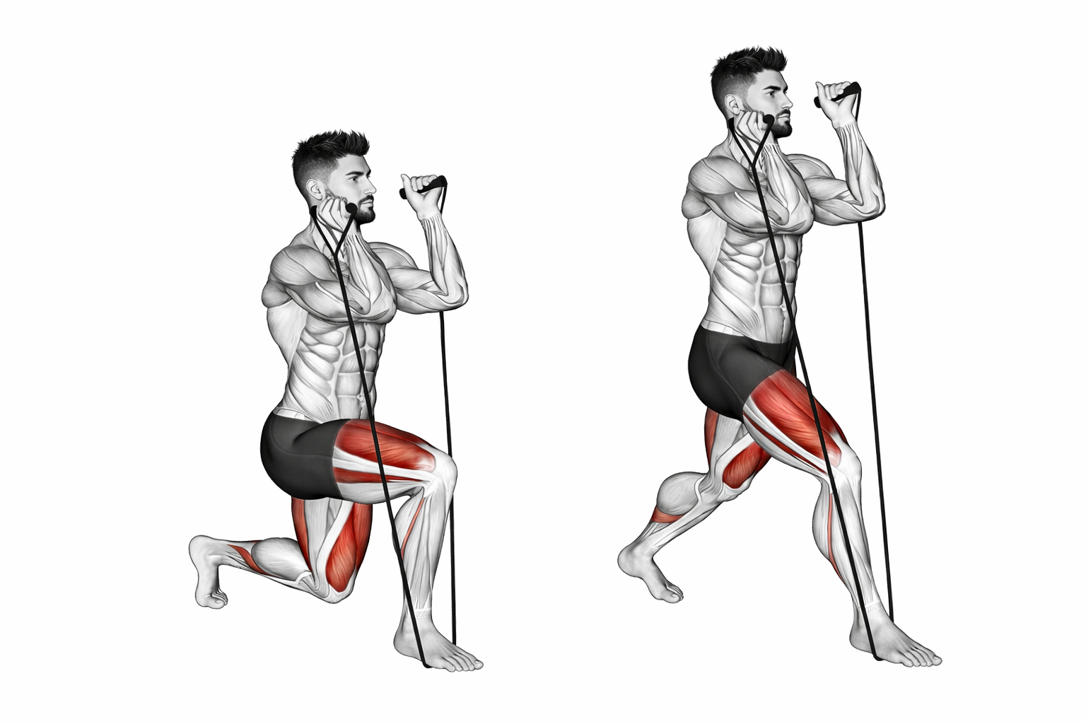 Band Split Squat | Lower Body Exercise Animations