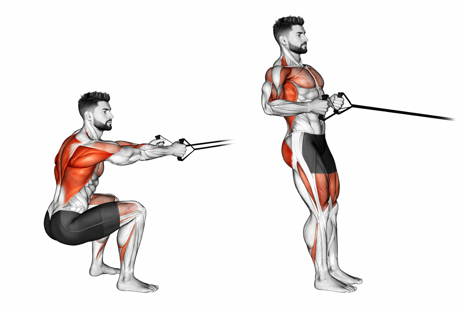 Band Squat Row | Full Body Exercise Animations
