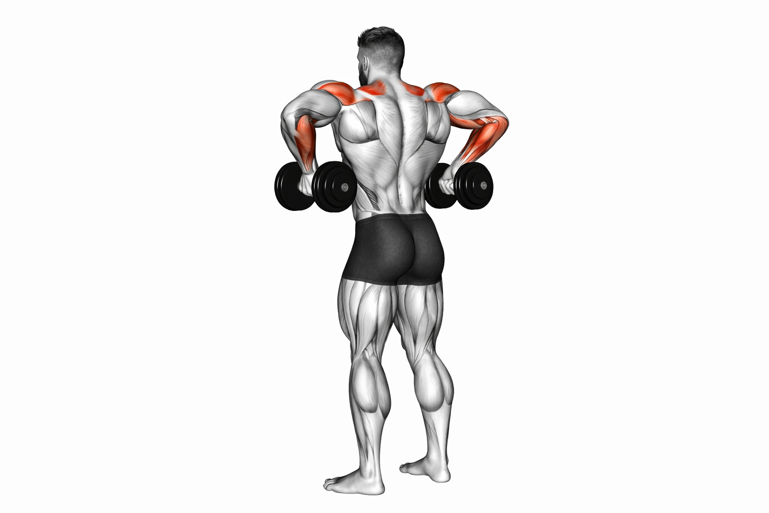 Rear Delt Raise | Posterior Shoulder Exercise Animations