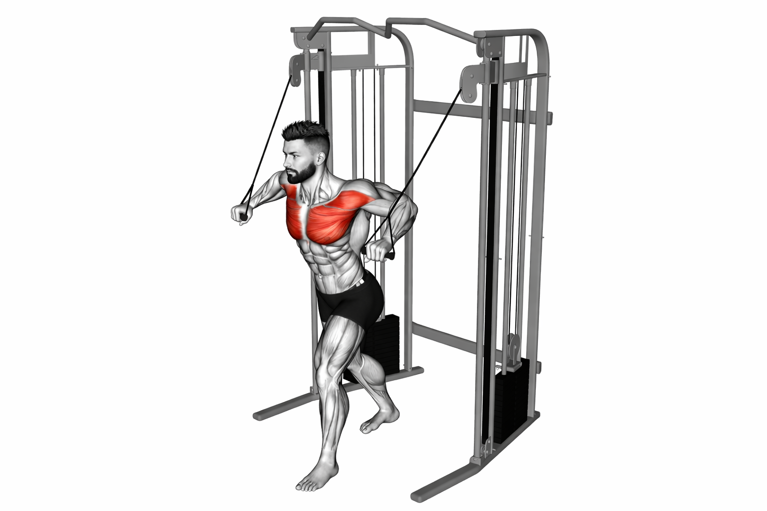 Cable Crossover | Chest Isolation Exercise Animations