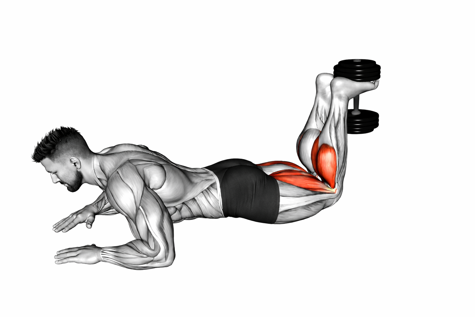 Lying Hamstring Curl | Posterior Leg Exercise Animations