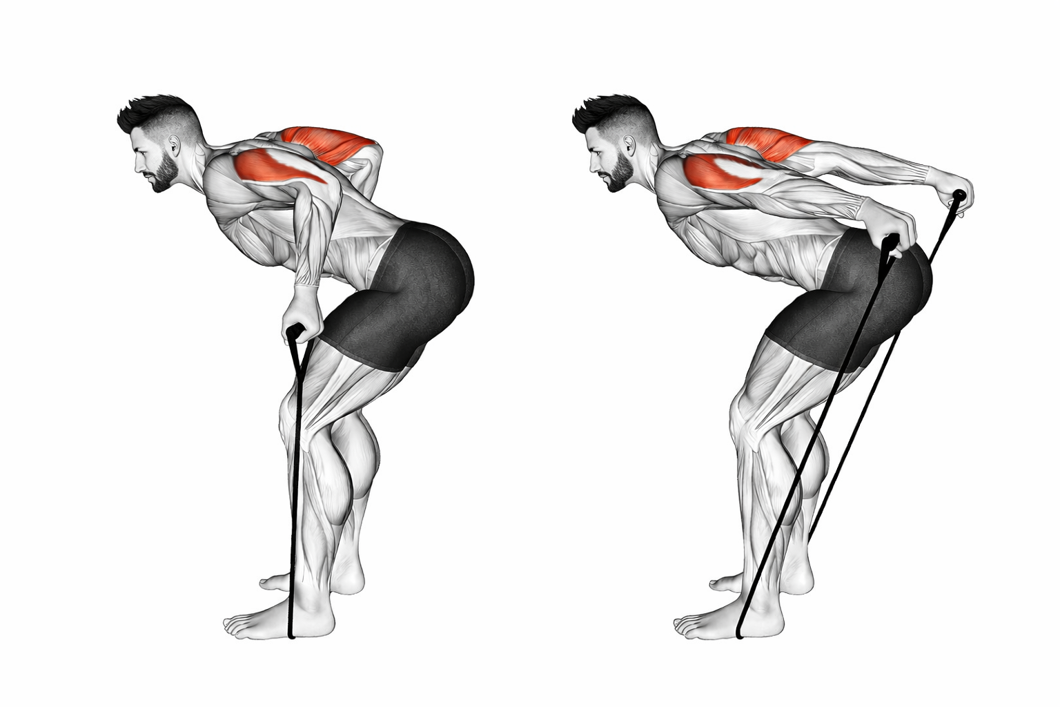 Band Triceps Kickback | Triceps Exercise Animations