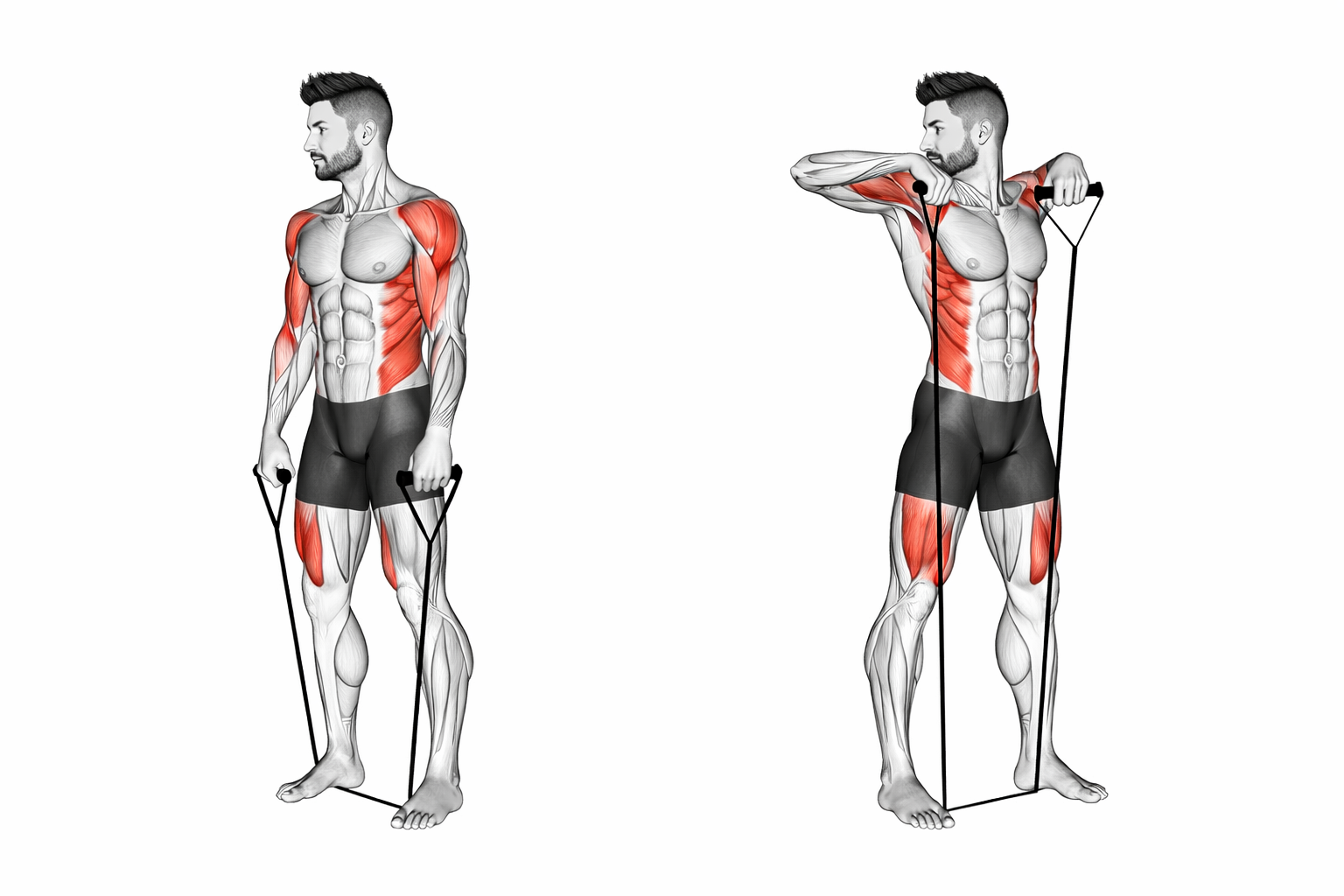 Band Upright Row | Shoulder Exercise Animations