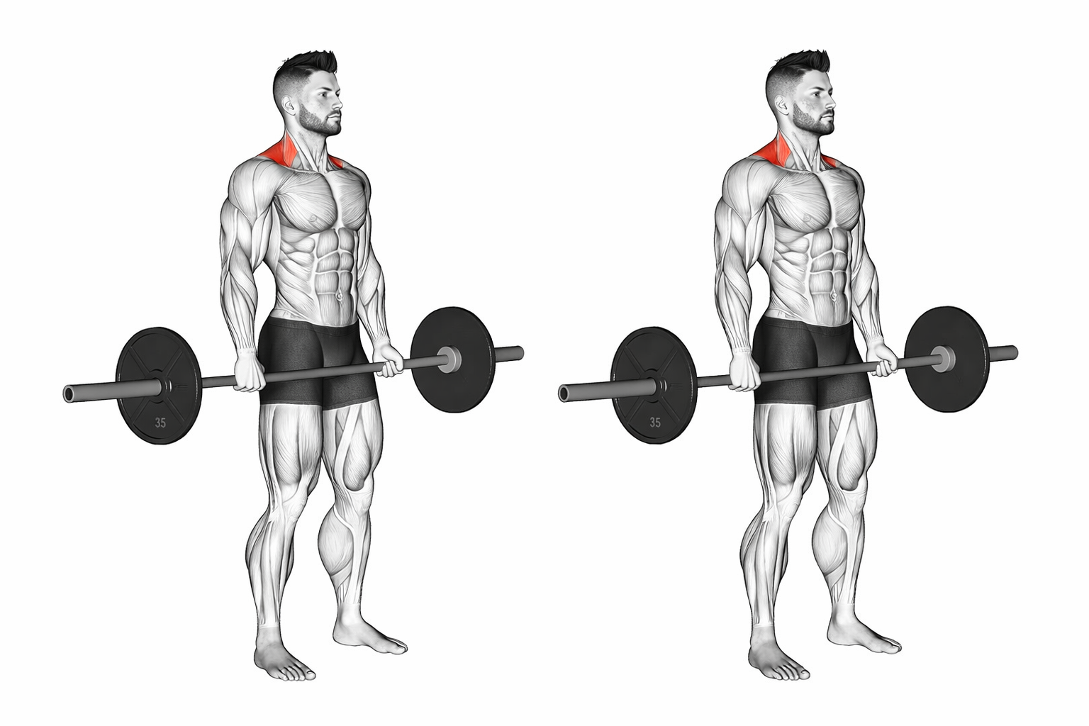Barbell Behind the Back Shrug | Trap Exercise Animations