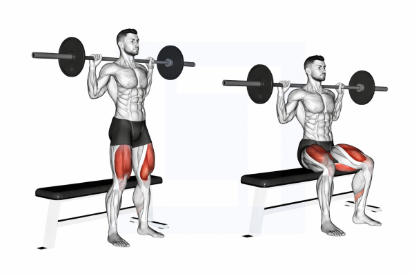 Barbell Bench Squat | Squat Technique Exercise Animations