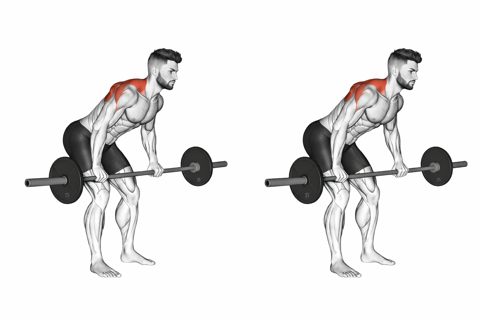 Barbell Wide Grip Row | Upper Back Exercise Animations