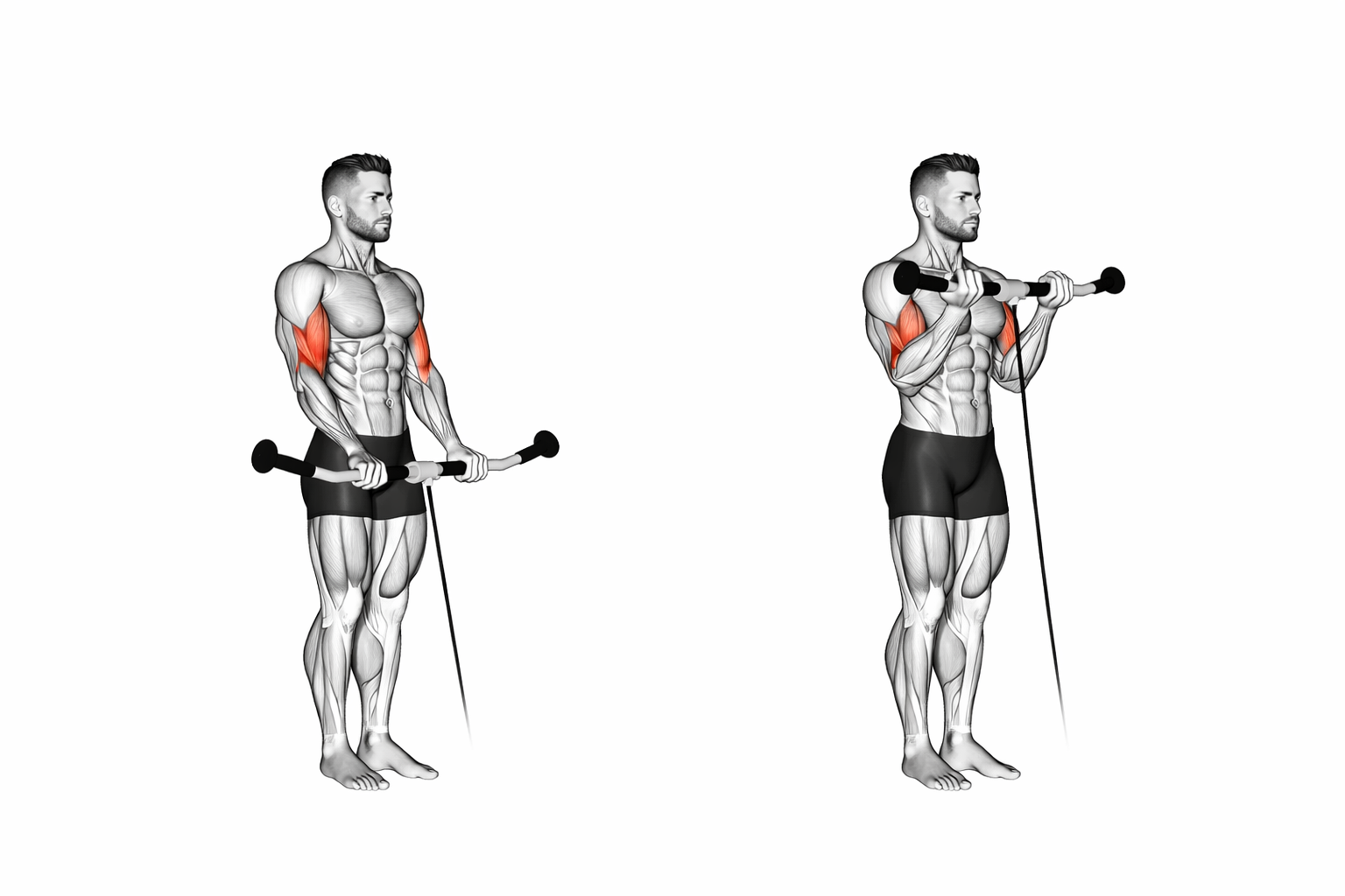 Cable Curl | Biceps Exercise Animations