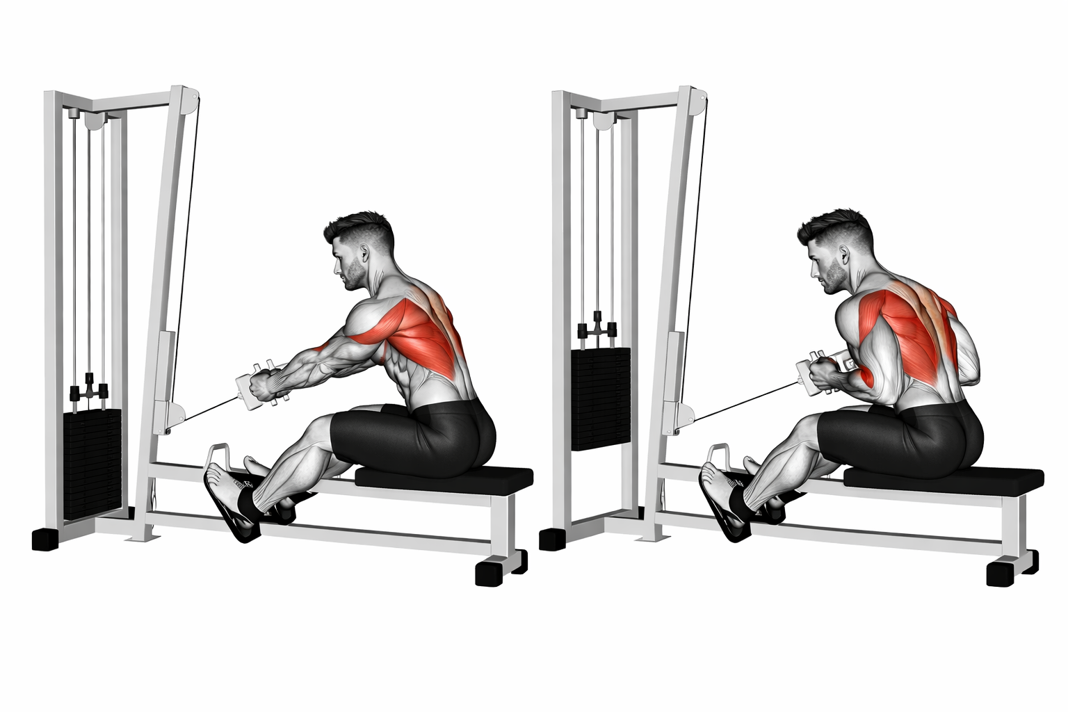 Cable Elevated Row | Upper Back Exercise Animations