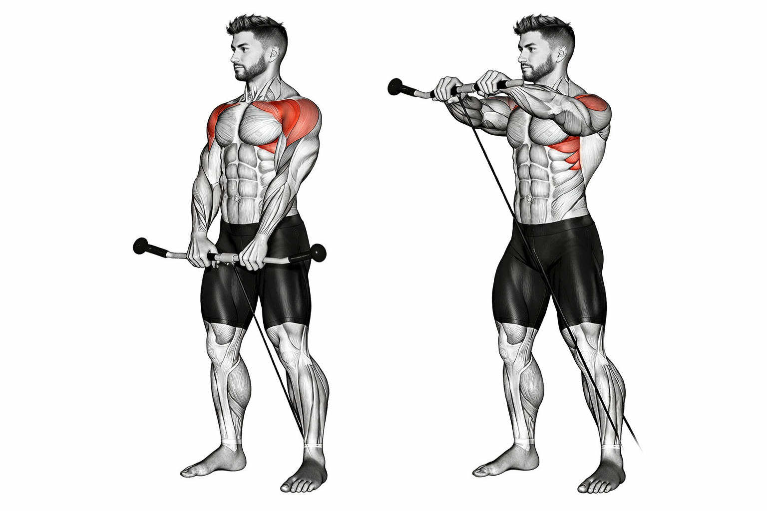 Cable Forward Raise | Shoulder Exercise Animations