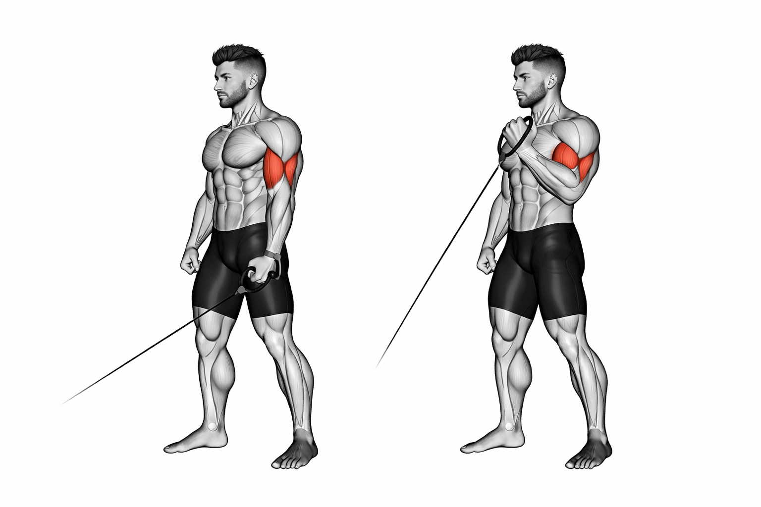Cable One Arm Curl | Biceps Exercise Animations