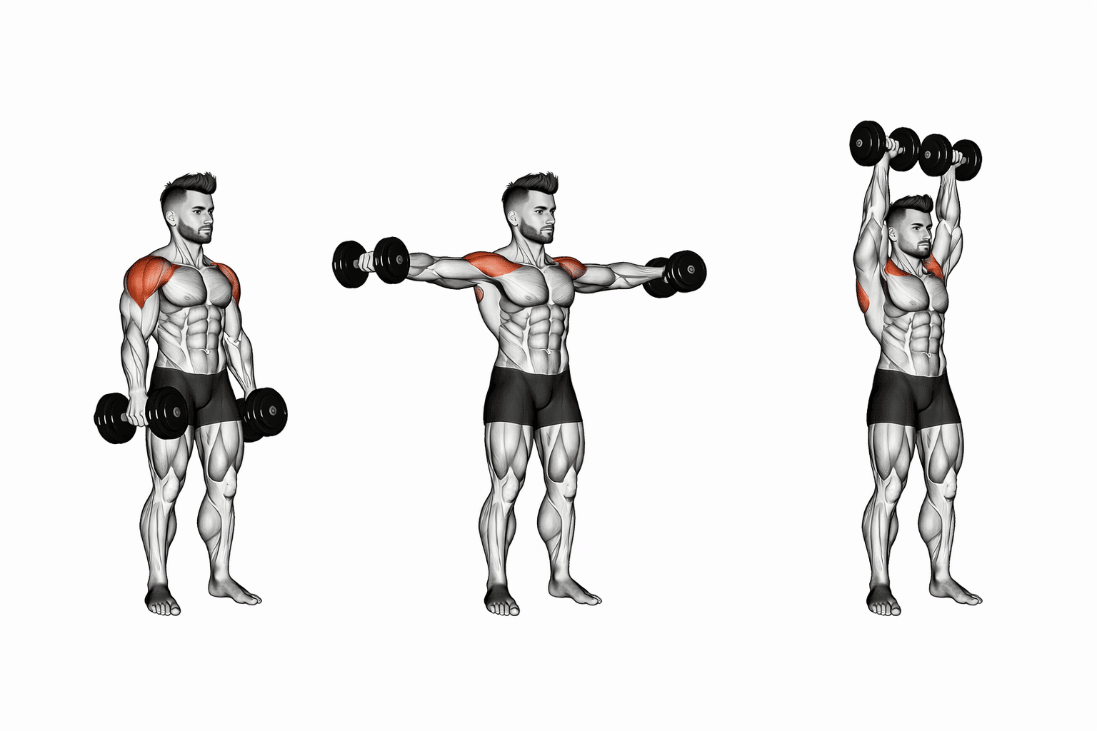 Dumbbell Cuban Press | Shoulder Exercise Animations