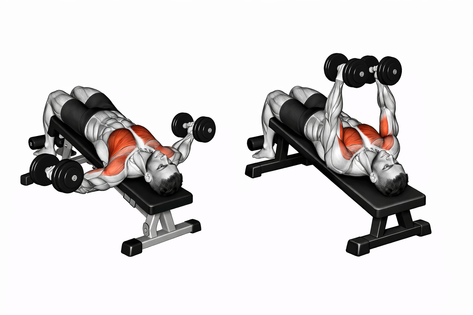 Dumbbell Decline Fly | Lower Chest Exercise Animations