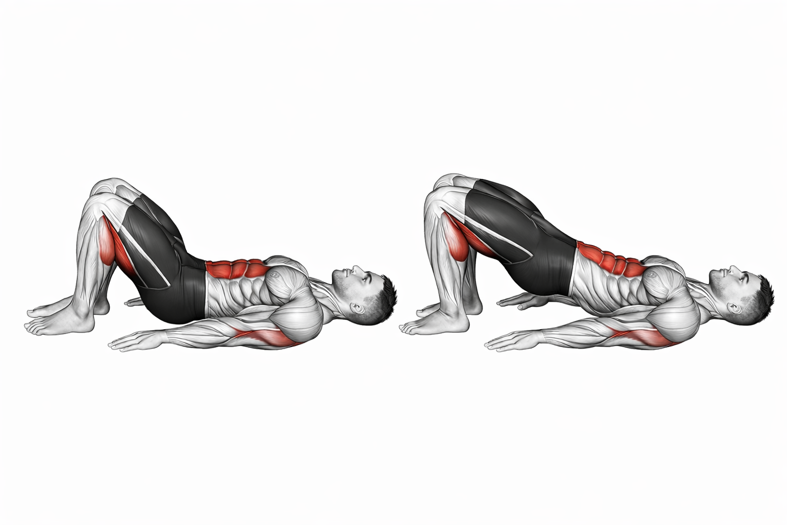 Pelvic Tilt | Core Stability Animation