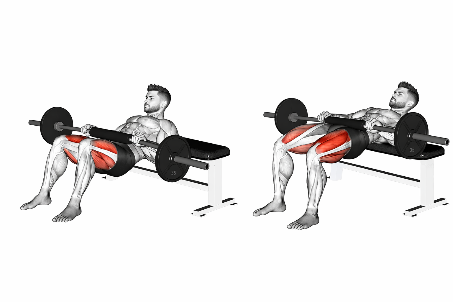 Barbell Hip Thrust | Glute Strength Exercise Animation