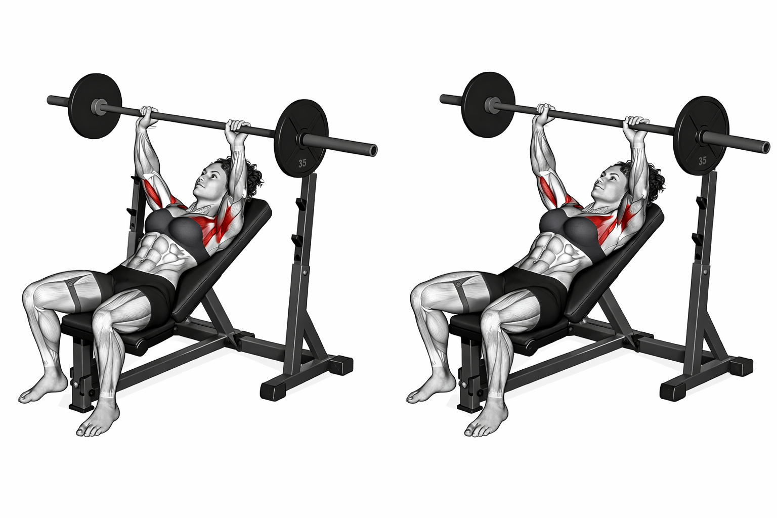 Barbell Incline Shoulder Raise | Front Deltoid Exercise Animation
