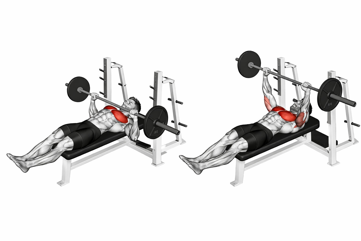 Barbell Larsen Press | Bench Press Variation Exercise Animation