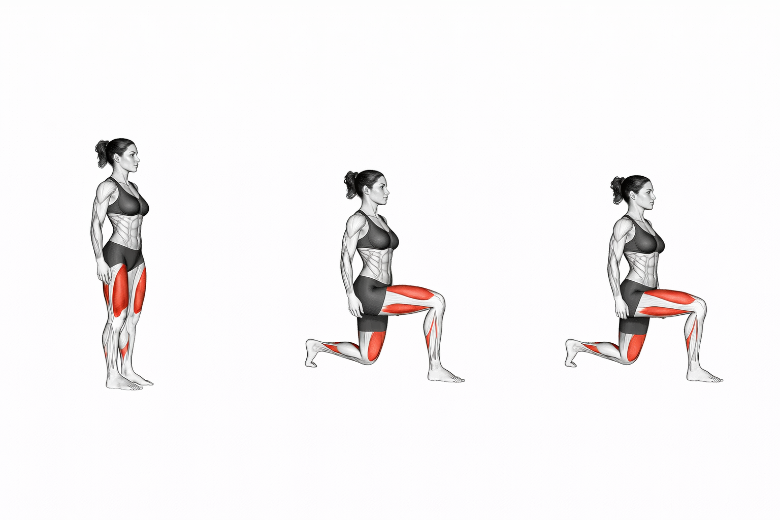 Walking Lunge | Dynamic Lunge Exercise Animation